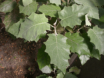 Гомеопатическое лекарство BRACHYGLOTTIS REPENS