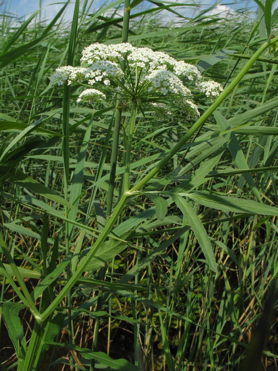 Гомеопатическое лекарство SIUM LATIFOLIUM